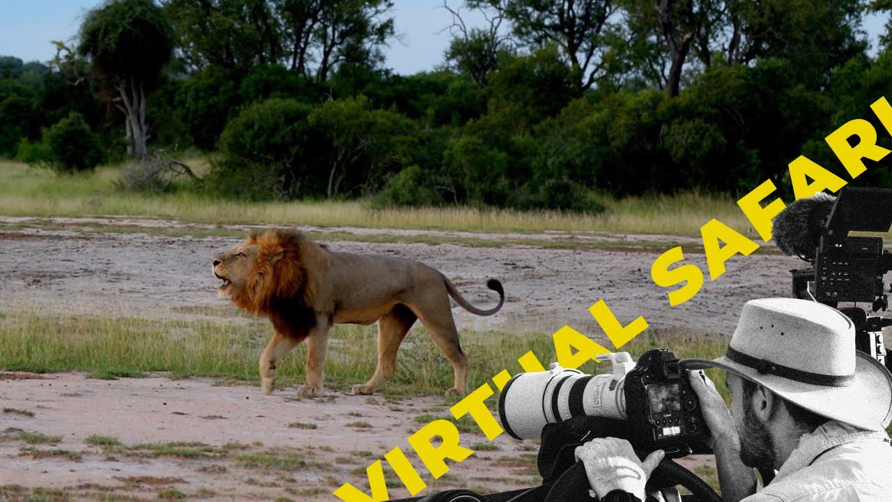 Roaring with 18 Lions- Virtual Safari # 218 - YouTube