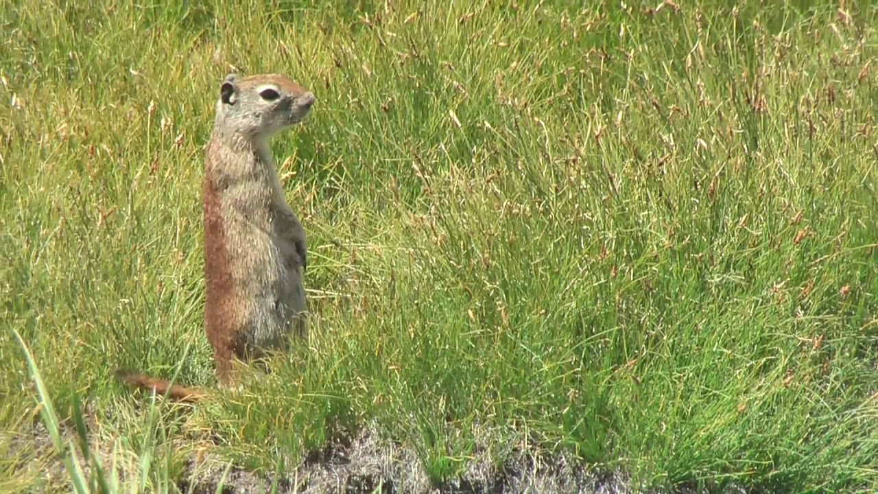Belding's Ground Squirrel, Kings Canyon NP - YouTube