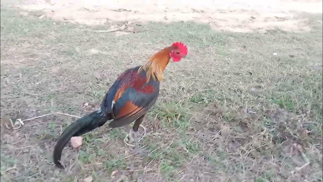 20 Saib qaibf1 ua kev lom zem nawb cov phooj ywg nyiam qaib qu 2024 - YouTube