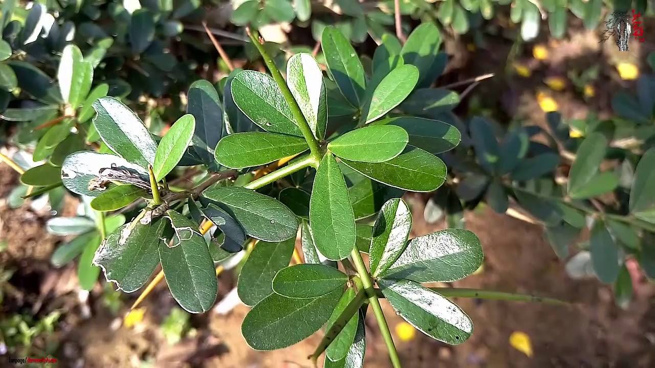 Linh Sam Sông Hinh Lá Lớn | Phân Biệt Các Loại Lá Linh Sam Sông Hinh ...