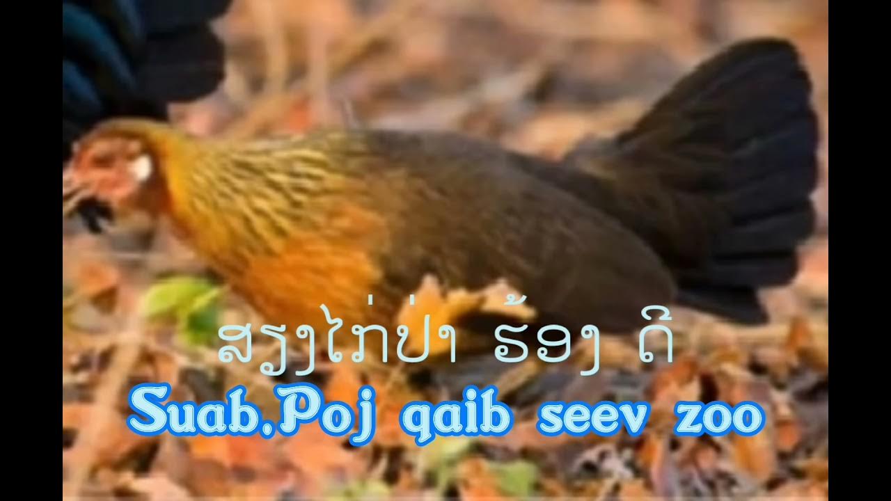 poj qaib seev zoo ສຽງ ໄກ່ ປ່າ ຕົວ ເມຍ. ຮ້ອງ ດີ 100 % - YouTube
