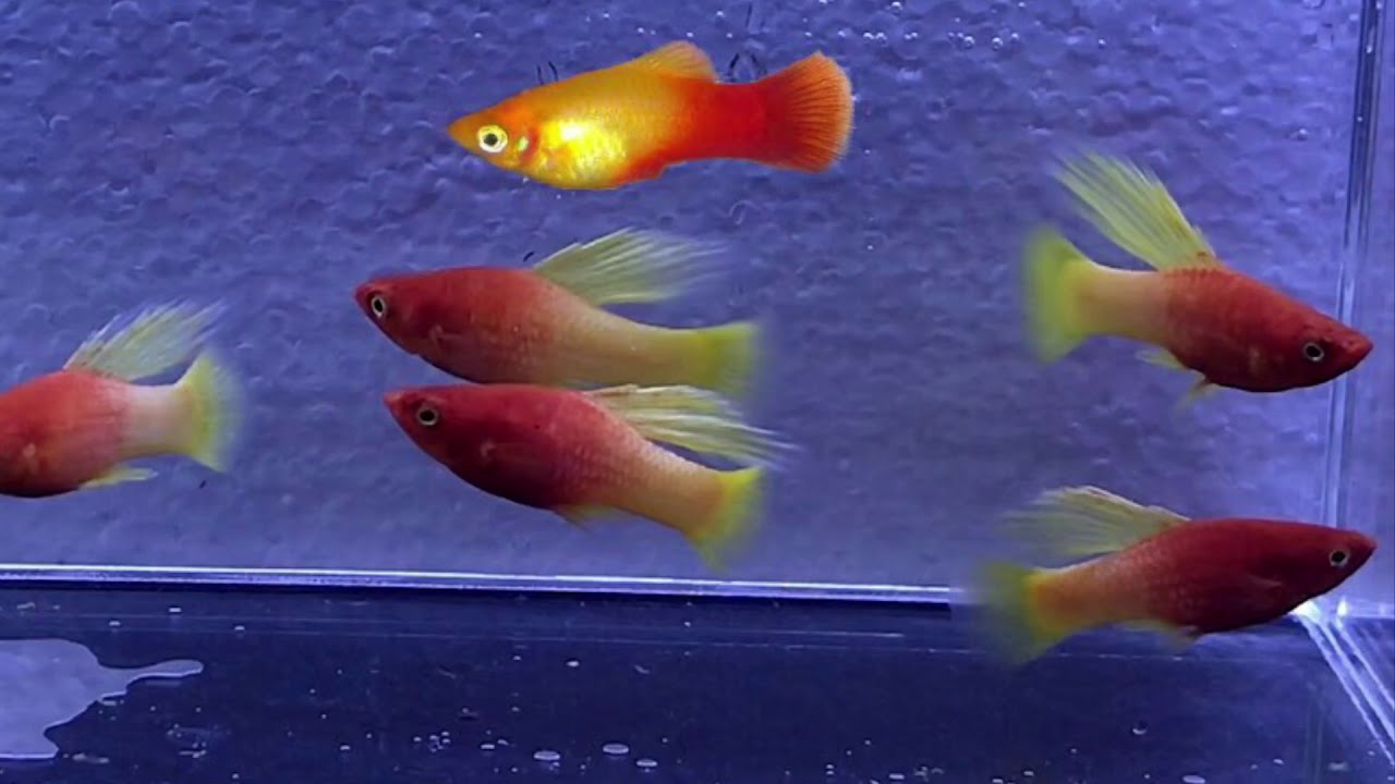 New fish: Rubynose HiFin Platy and Blood Red HiFin Swordtails - YouTube
