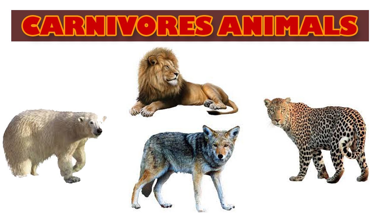 Carnivores Animals | Example of Carnivores Animals - YouTube