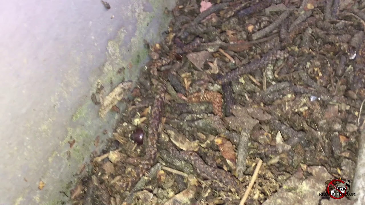 Flying Squirrel Droppings in a Rain Gutter - YouTube