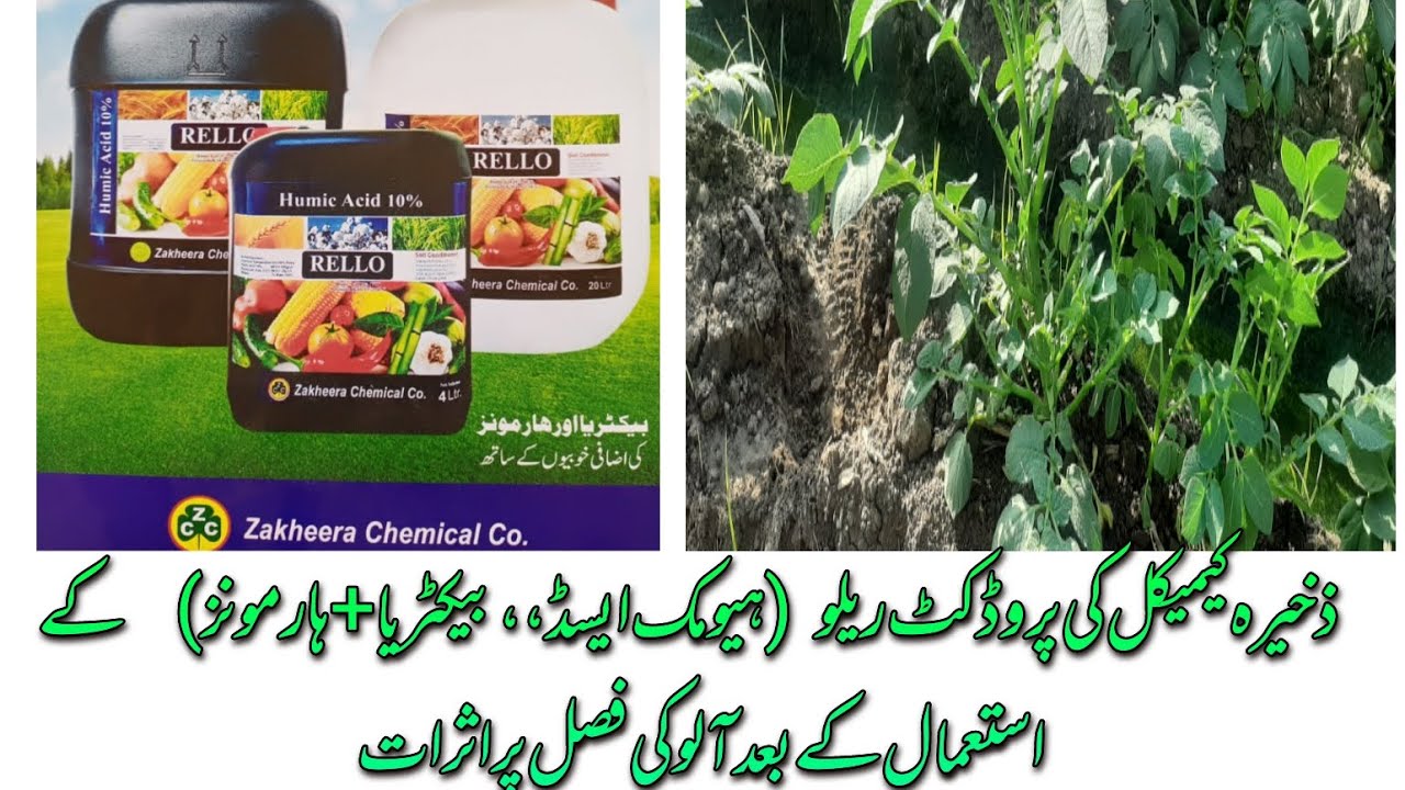 Results after using Rello on potato crop|آلو کی فصل پر ریلو استعمال ...