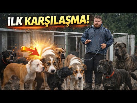 Barınaktan Kurtardığımız Cesur’un Köpeklerimizle İlk Tanışması | Beklenmeyen Anlar 😨