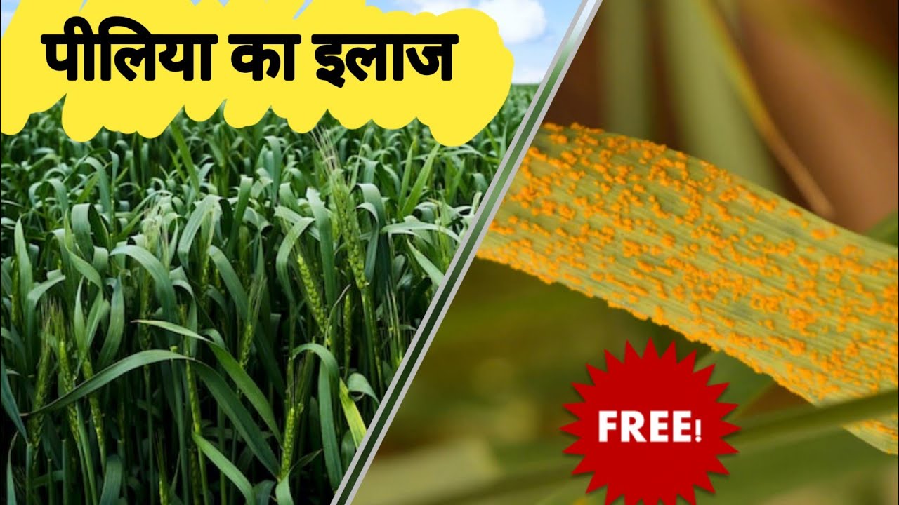 "Natural Crop Protection: Effective Ways to Prevent Fungal Diseases in ...