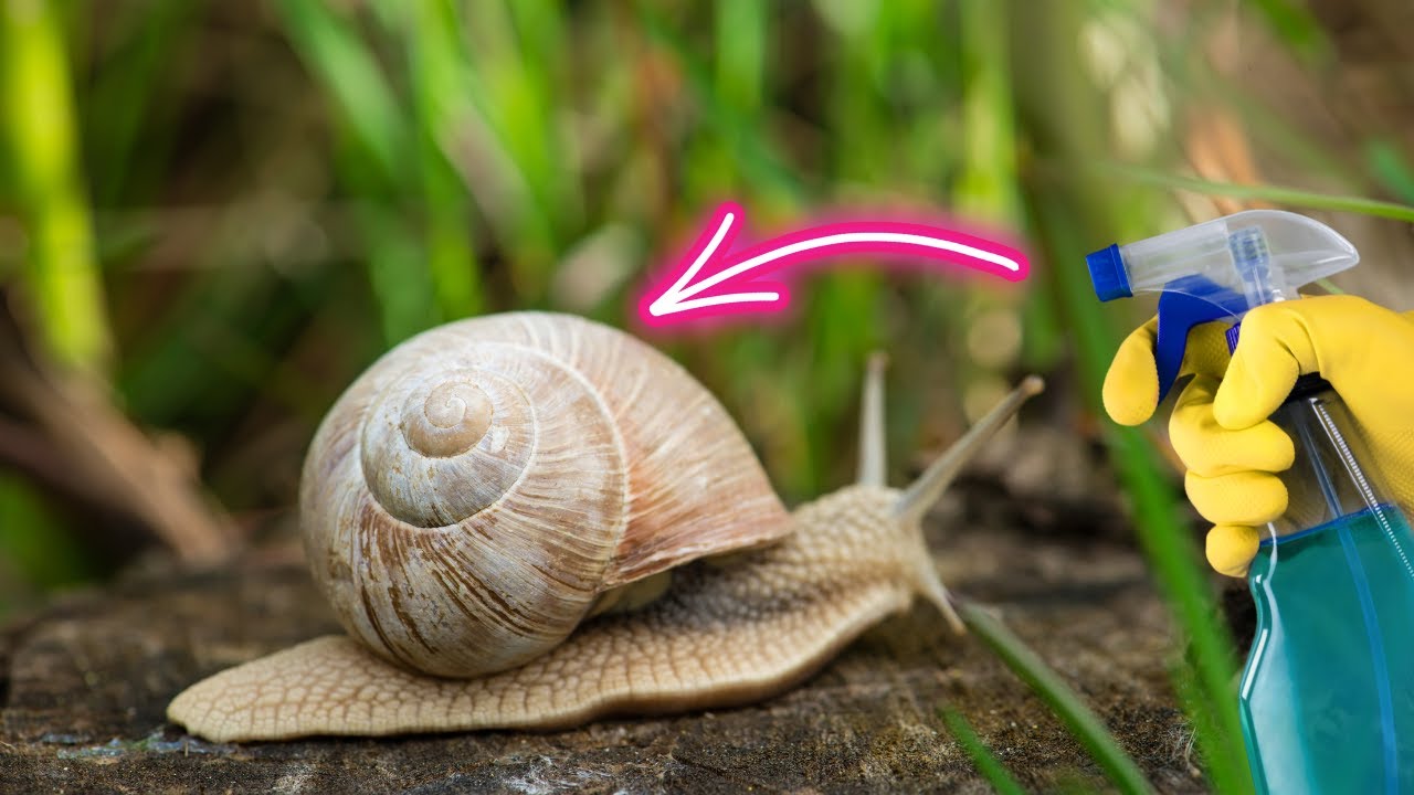 The ultimate natural insect killer! Eliminate snails, aphids, and ...