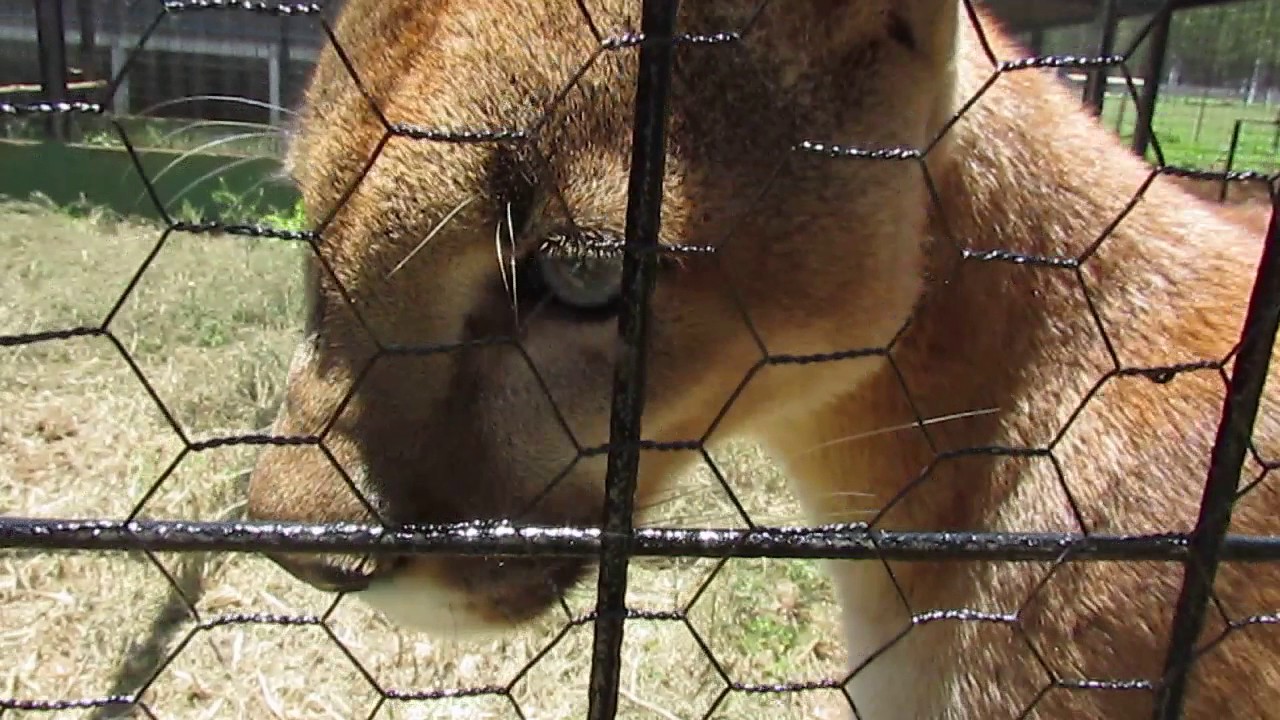 Rescued puma purring - YouTube