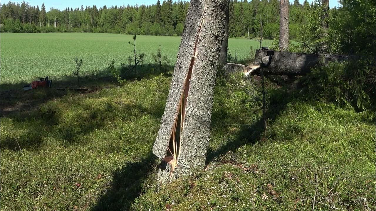 Unveiling the Barber's Chair: The Hidden Danger in Tree Felling - YouTube