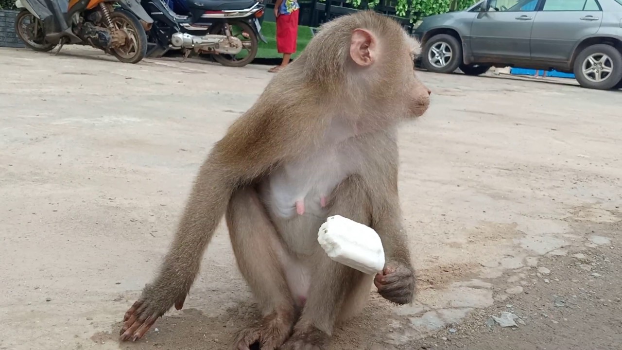 Monkey Marina loves to drink teaIce cream - YouTube