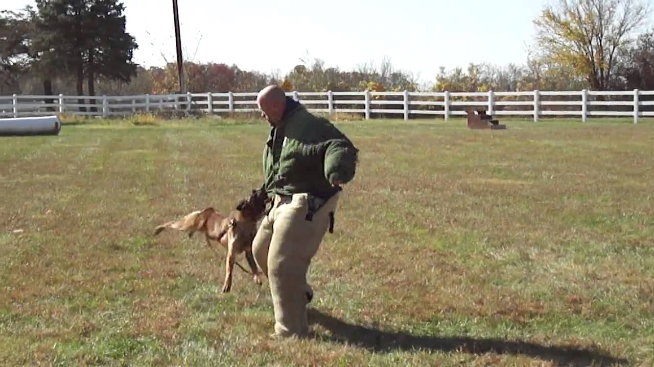 Police and Military K9 Training- Basic Bite Work with Bite Suit - YouTube
