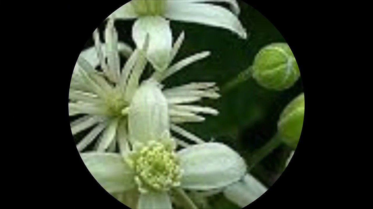 Clematis Erecta | Homeopathy Materia Medica Indonesia | Homeopati - YouTube