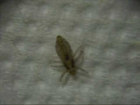 Die Kleiderlaus - YouTube