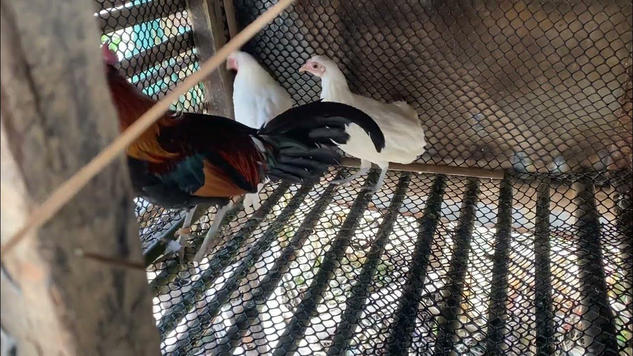 #ไก่ป่า100%#qaib qus zoo nraug 2025 - YouTube