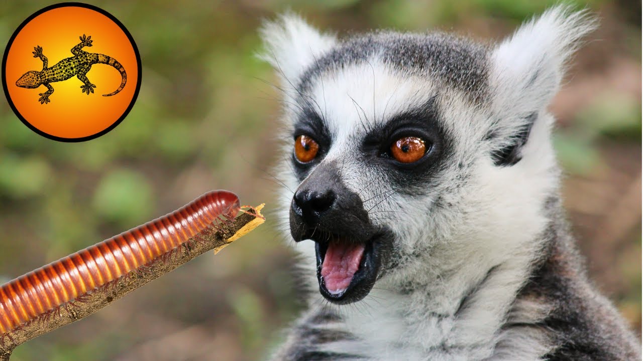 Why Do Lemurs Really Eat Millipedes? - YouTube
