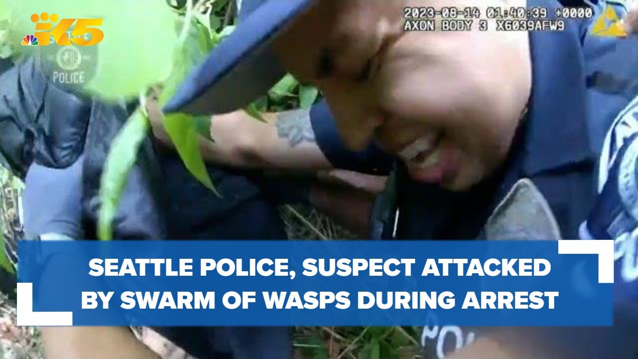 Carjacking suspect, Seattle police officers stung by wasps during ...