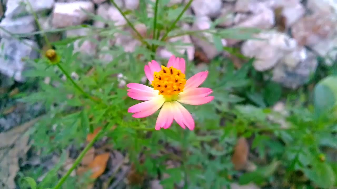 Bunga Kenikir Warna Pink - YouTube