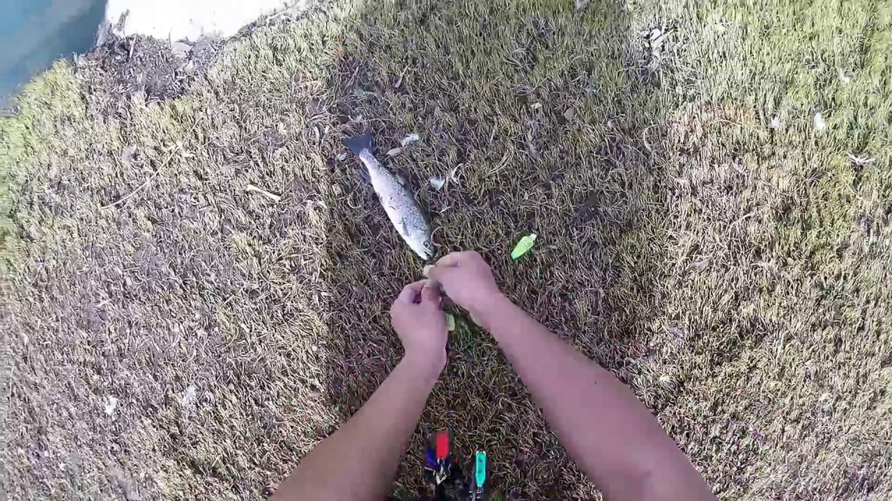 Carr Park Trout Fishing - YouTube