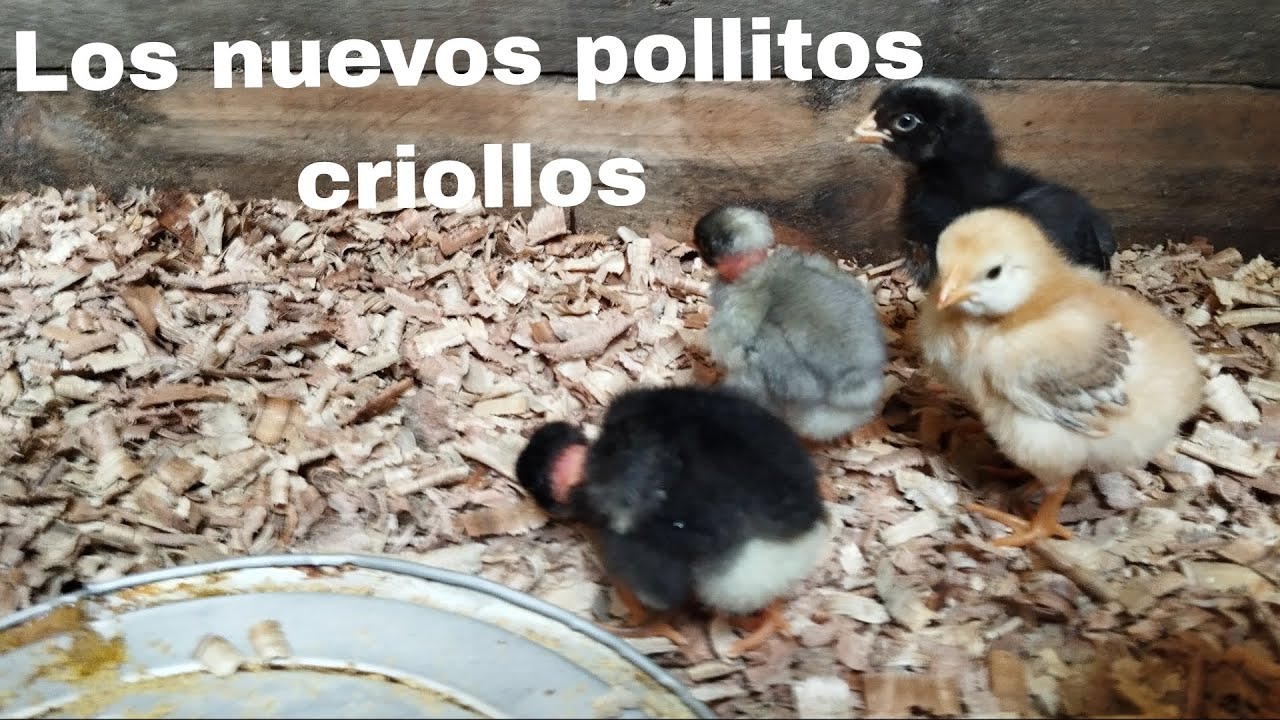 Los nuevos 4 pollitos criollos de 2 días de nacidos, están buenos y ...