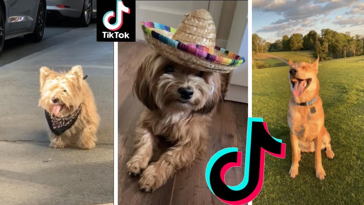 Funniest DOGS 🐕🐕 of TikTok Compilation ~ Try Not To Laugh ~ Cute ...
