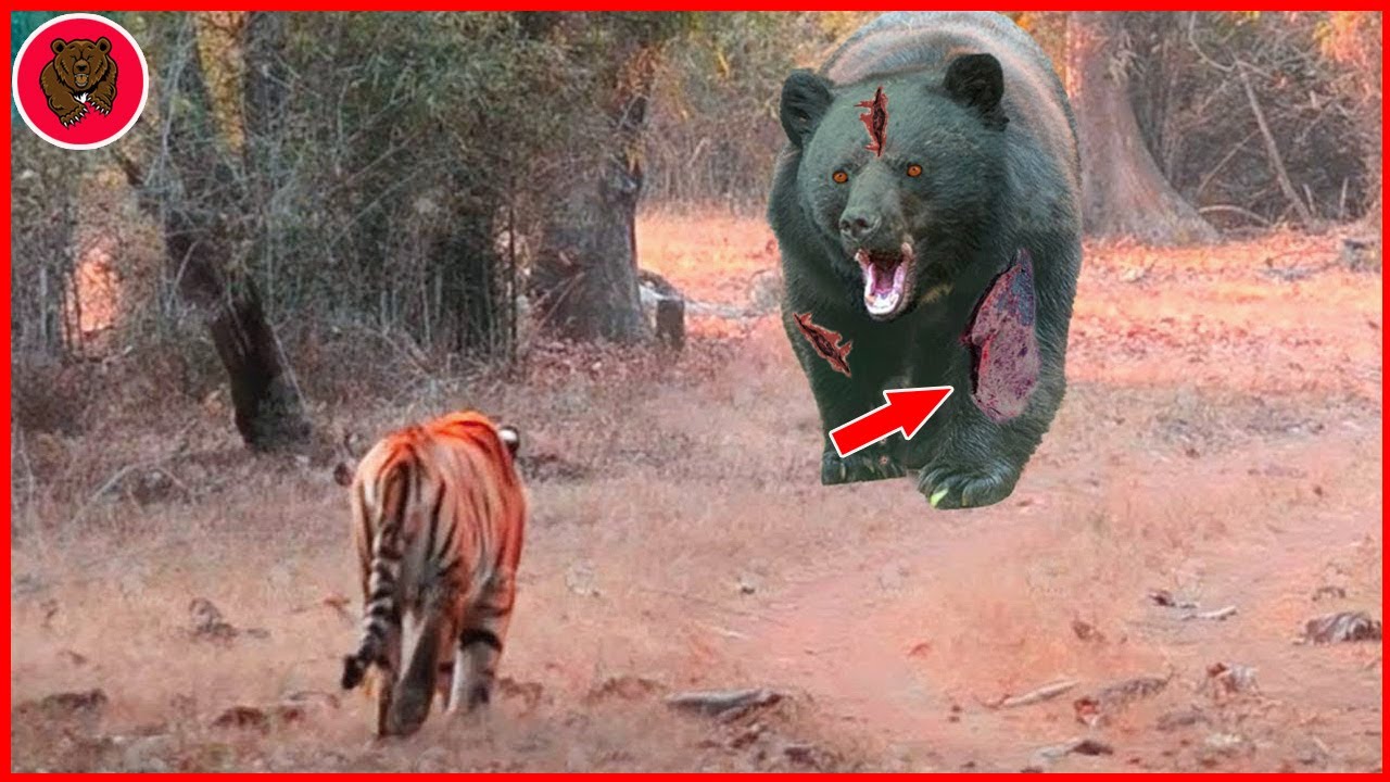 15 Moments Stupid Tiger Attacked The Giant Bear ! Here's What Happened Next | Animal Fights ...