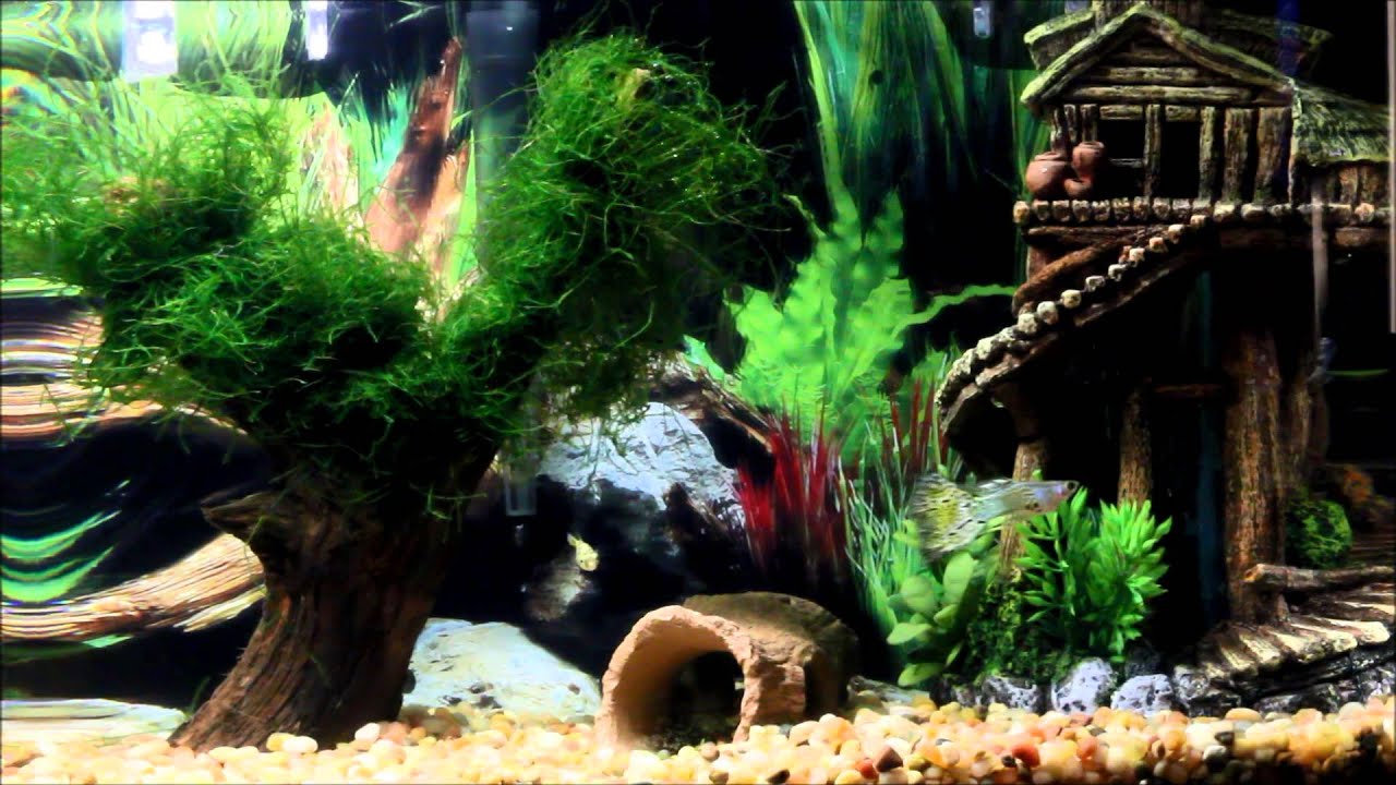 Asian Themed Fish Tank
