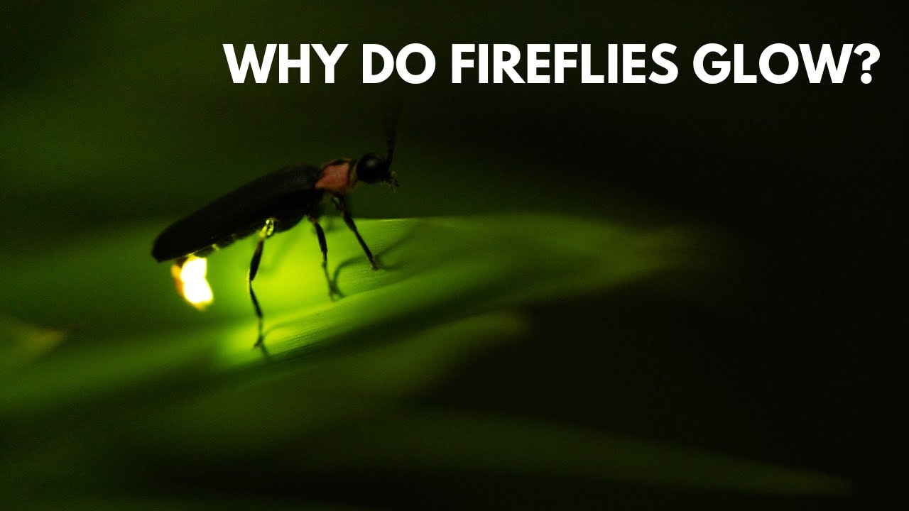 Why Do Fireflies Glow – How Do Fireflies Evolve Glow – LMORWY