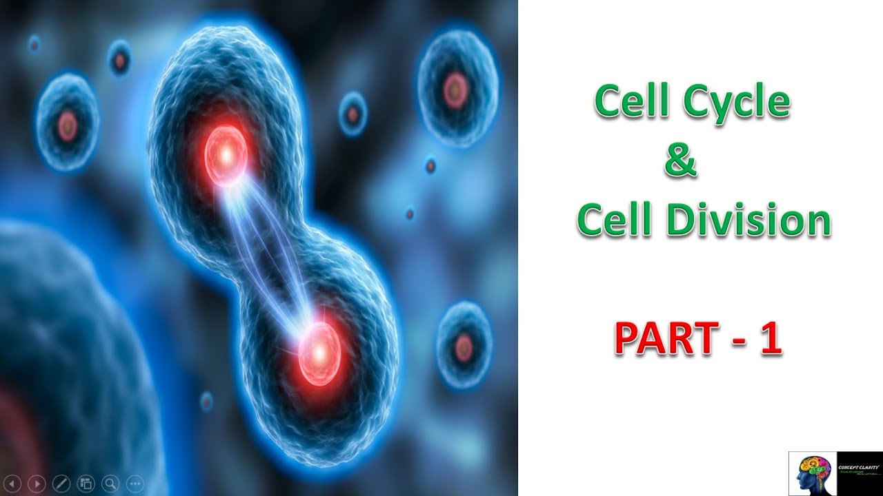 ICSE Class 10th Biology Cell Cycle Cell Division Part 1 YouTube icse-class-10th-biology-cell-cycle-cell-division-part-1-youtube