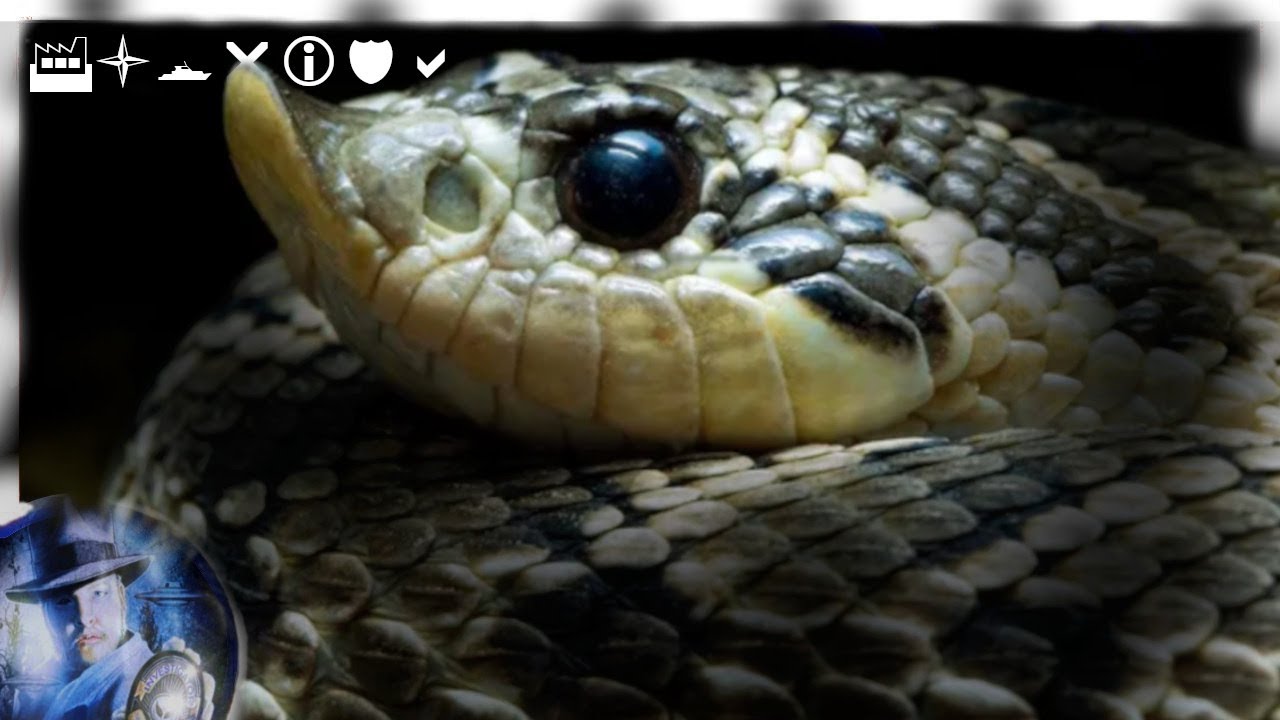 23 Foot Long Anaconda Seen in the General Region of The Southern United ...