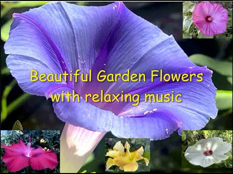 Beautiful Garden Flowers with relaxing music - YouTube
