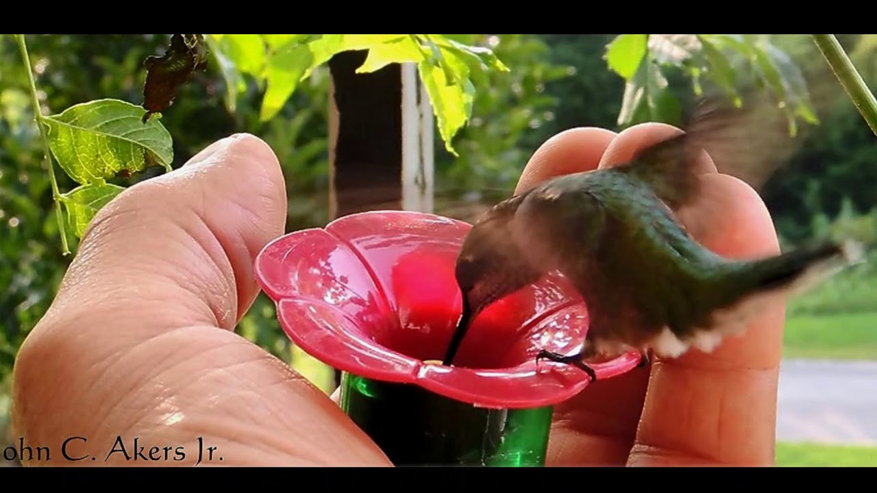 Ruby Throated Hummingbirds Flyers - YouTube