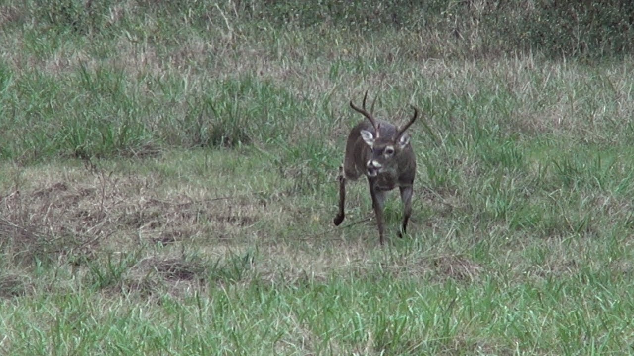 Buck chasing Doe in Rut, East Texas, Montgomery County, 2017 Whitetail ...
