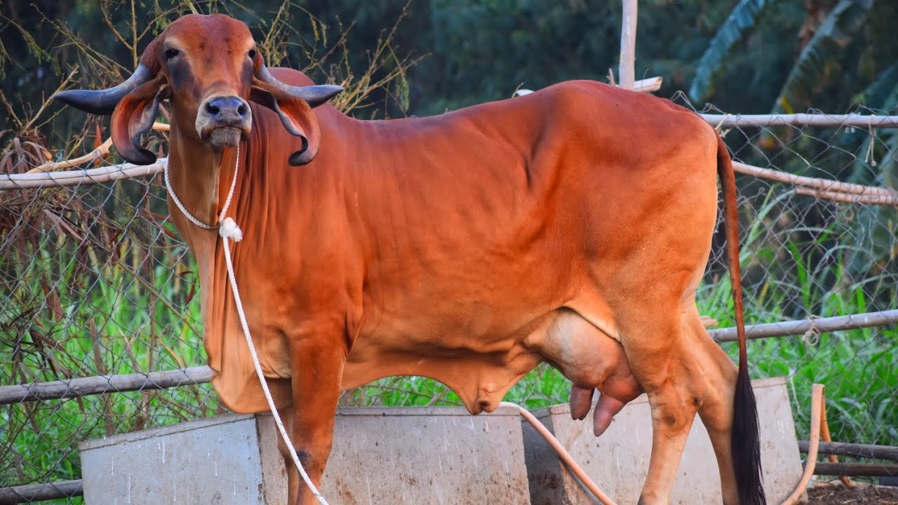 18+ milking capacity Gir Cow for sale. गीर गाय सेल के लिए उपलब्ध हे ...