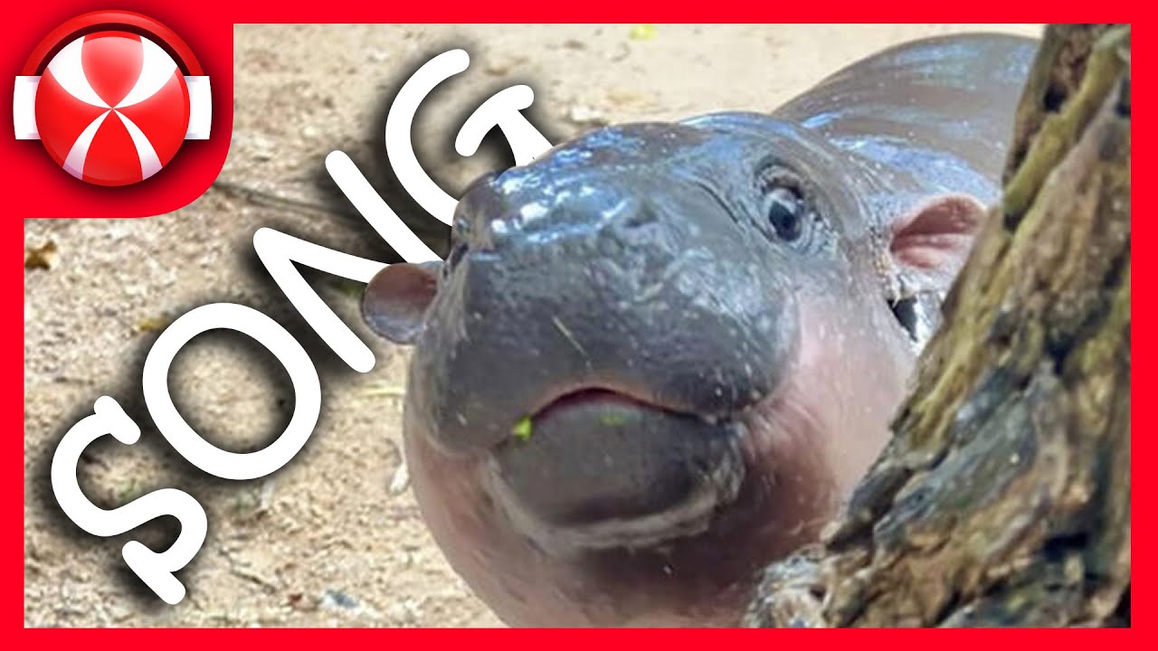 Moo Deng (Original Song) - YouTube
