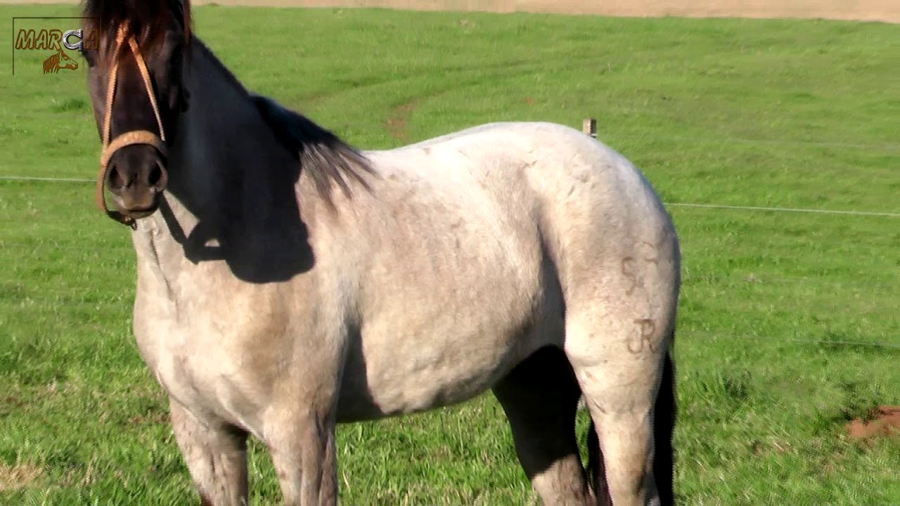 BERGÔNIA DE QUARACI - YouTube