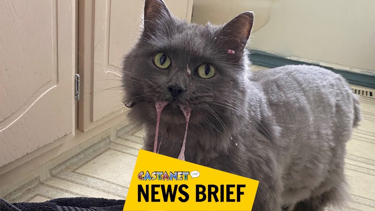 Animal Food Bank saves Cat's life - YouTube