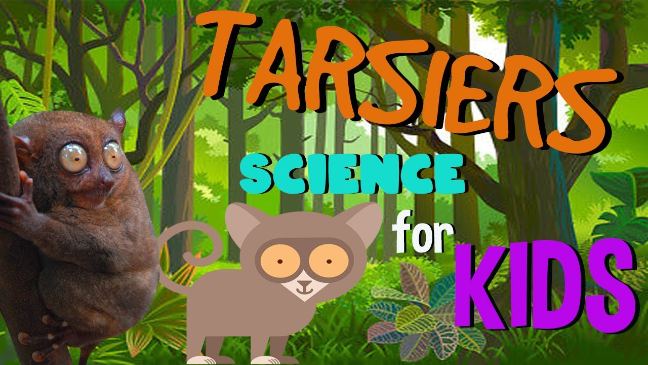 Fun Facts about Tarsiers | Science for Kids - YouTube