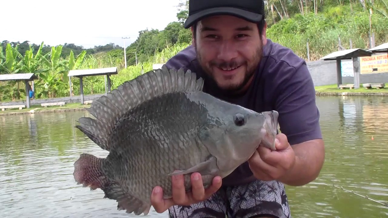 MASTERFISH 008 - COMO PESCAR TILÁPIA EM PESQUEIROS | RANCHO DA PESCA ...