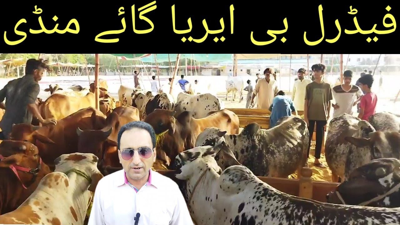 Cattle Mandi FB Area| Cow Mandi | Bakra Mandi | Gaye Mandi| Barka Eid ...