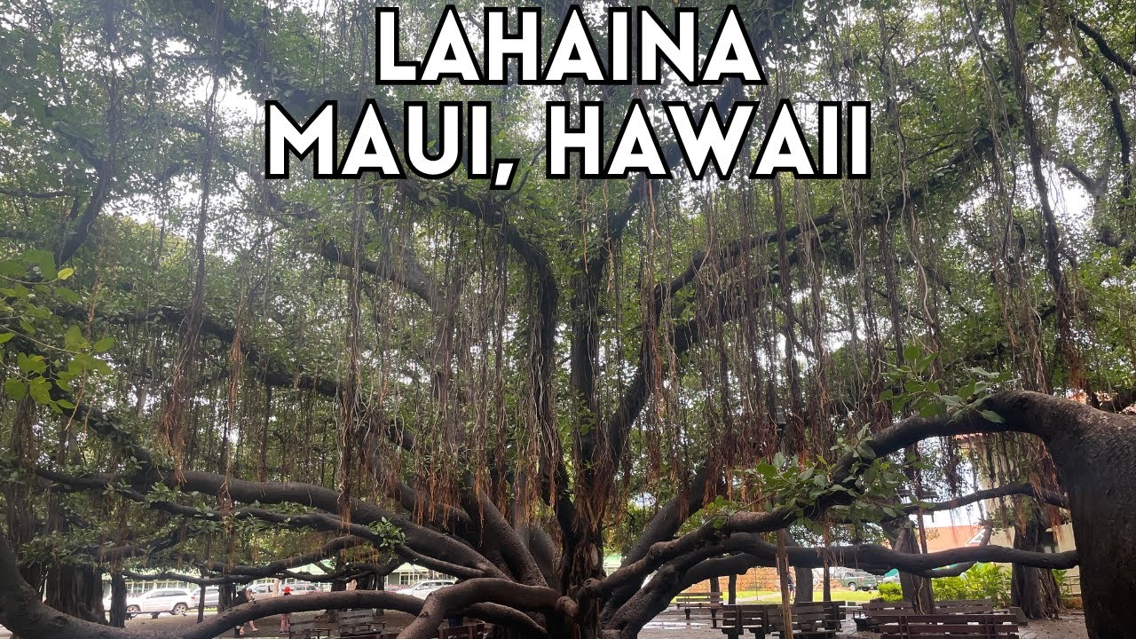 Unforgettable Lahaina Moments: Pre-wildfire Reminiscences - YouTube
