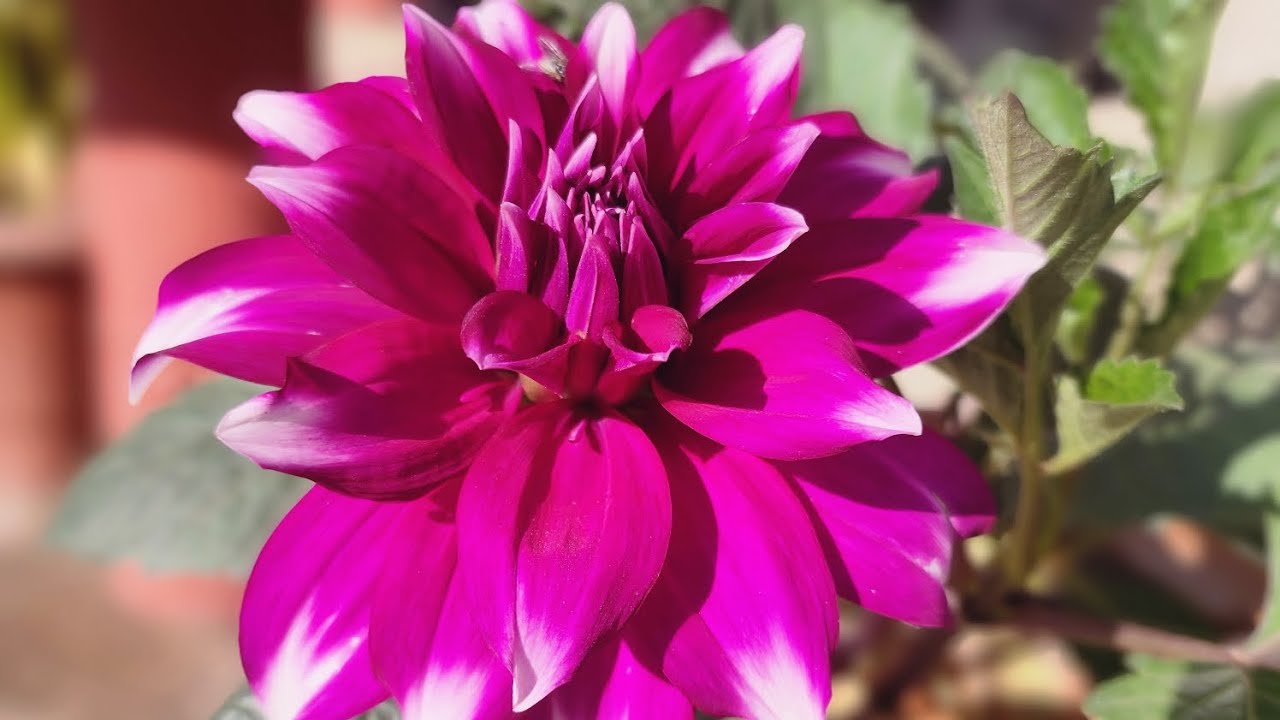 Dahila के plant के बारे मैं जानकारी!#dahilaflower #dahilayan #flowers # ...