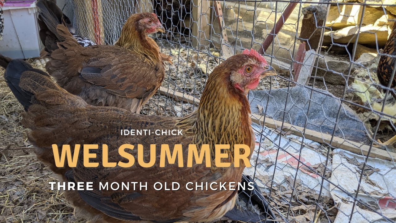 Welsummer: 3-Month-Old Chickens - YouTube