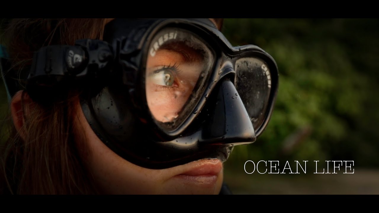 OCEAN LIFE (2020 SHOWREEL) - YouTube