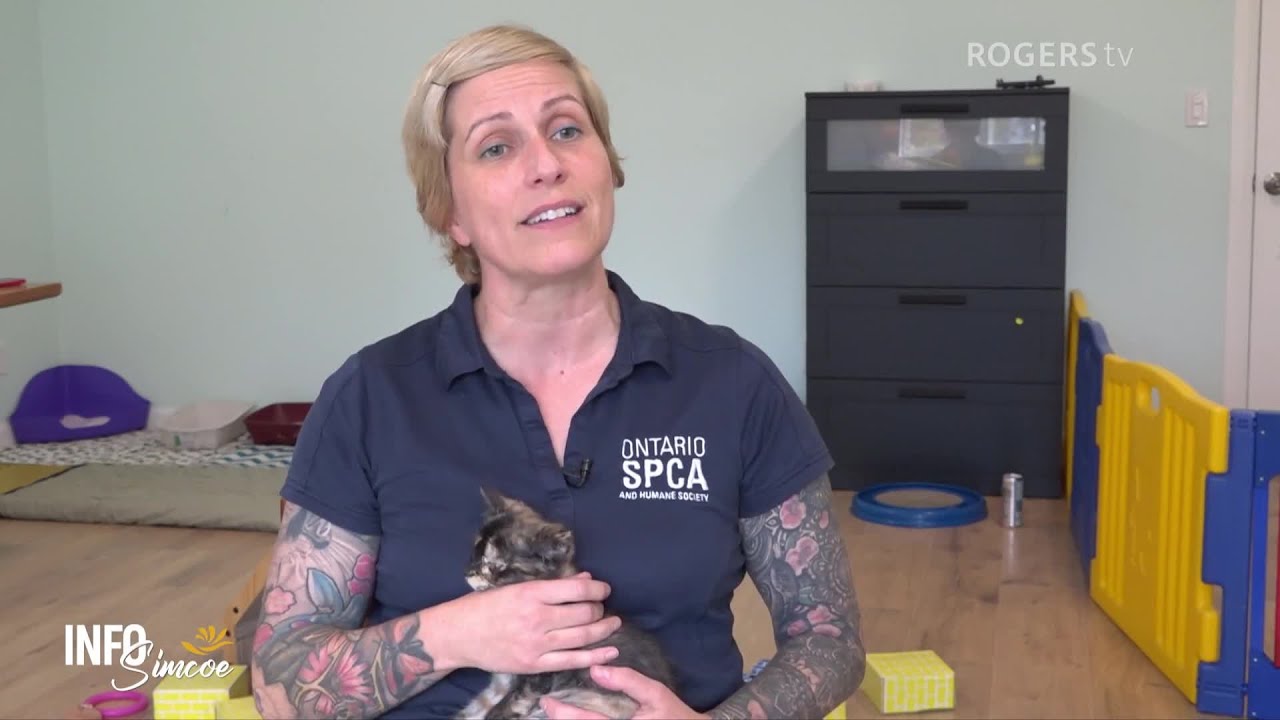 INFO Simcoe | OSPCA - Becoming a Foster Parent | Rogers tv - YouTube