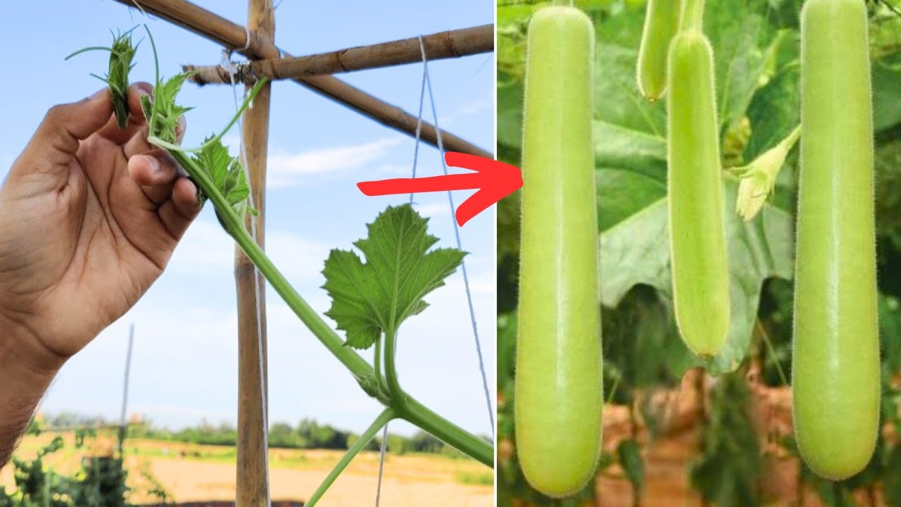 Bottle Gourd (Louki Kado) Plants 1G Cutting | Louki Plant Ki Cutting ...