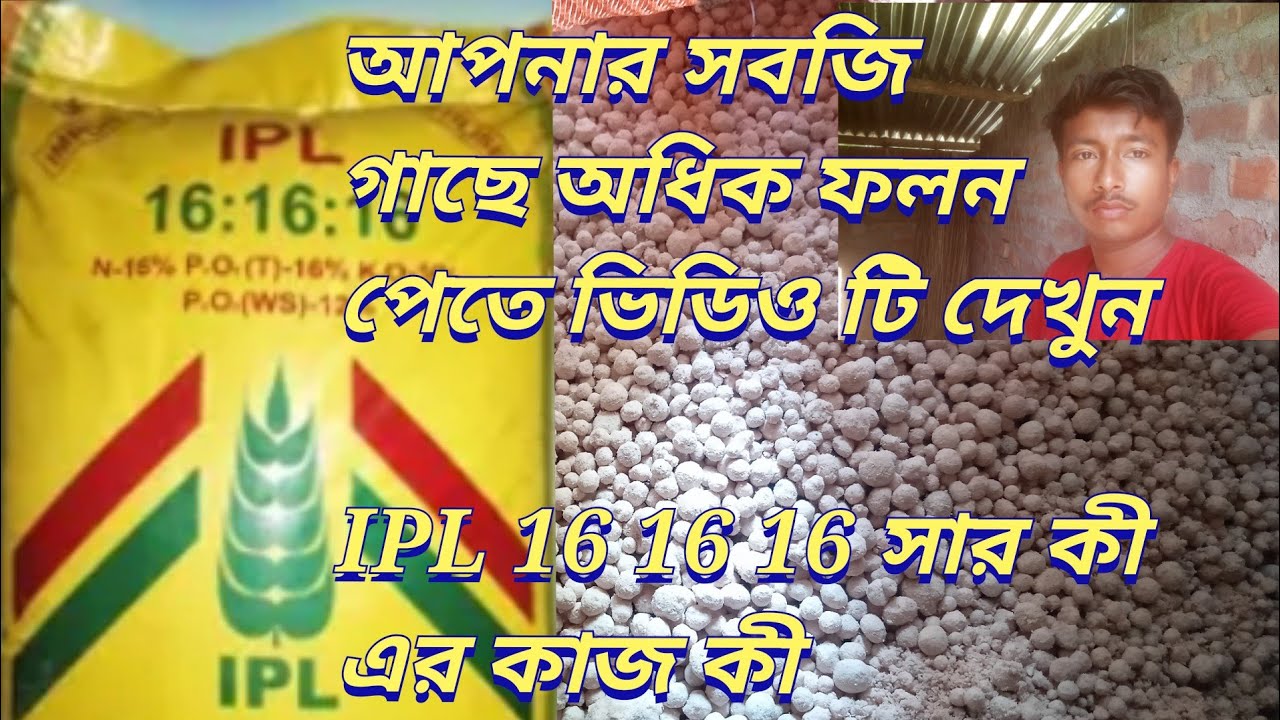 IPL 16 16 16 সার কী এর কাজ কী,ipl 16 16 16 fertilizer,ipl 16 16 16 ...