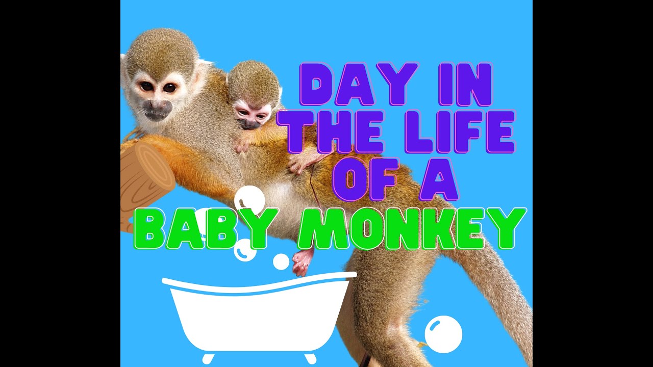 A Day in the Life of a Baby Monkey **Monkey Takes a Bath - YouTube