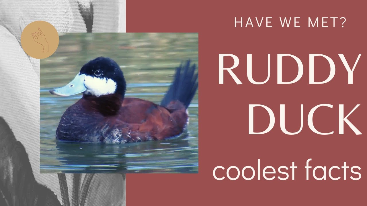 ruddy duck facts - YouTube