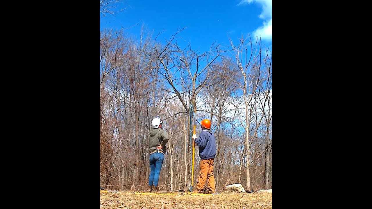 Pruning an Apple tree on a windy day - YouTube